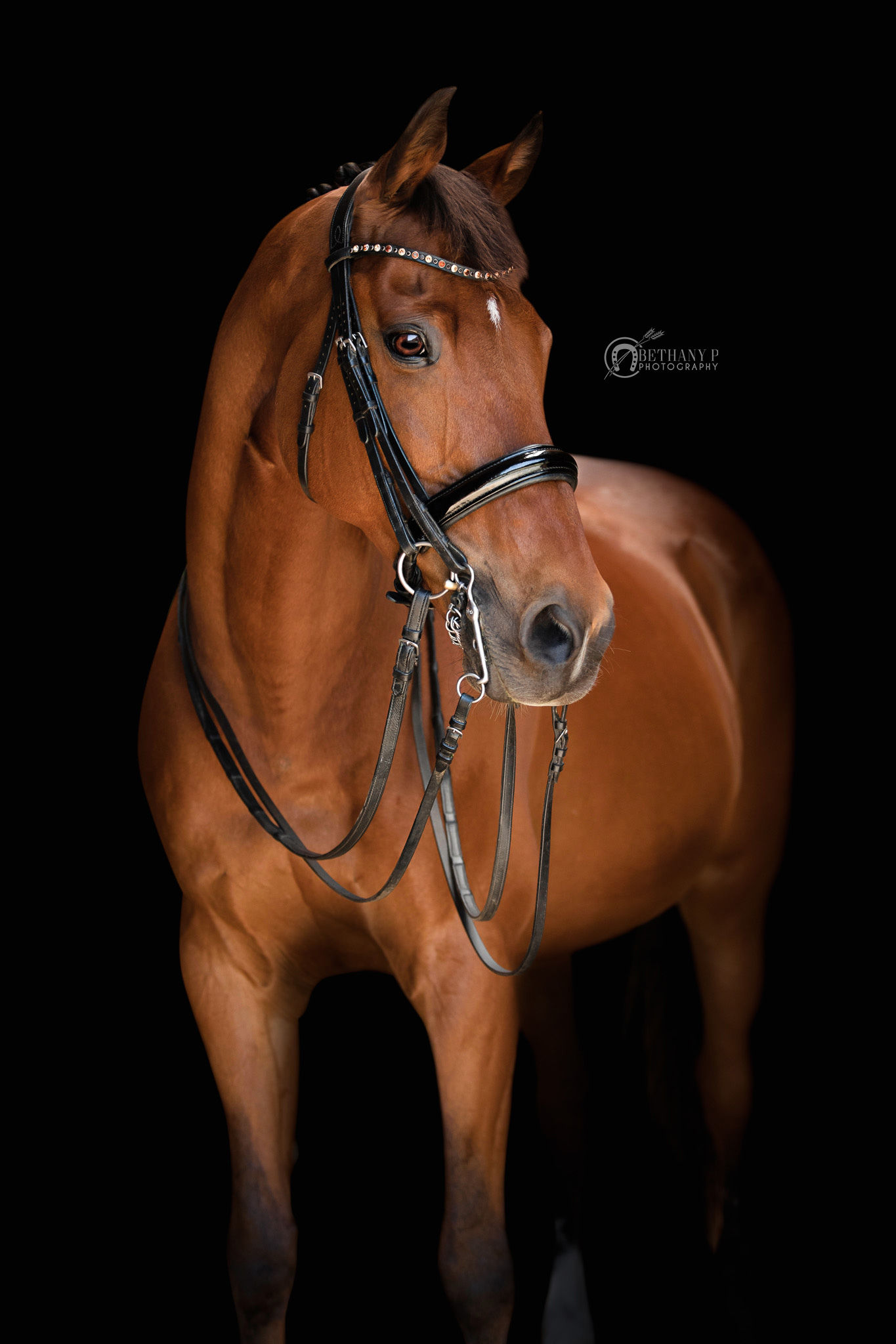 Buy Horses, Oxford, PA | Second Nature Farm