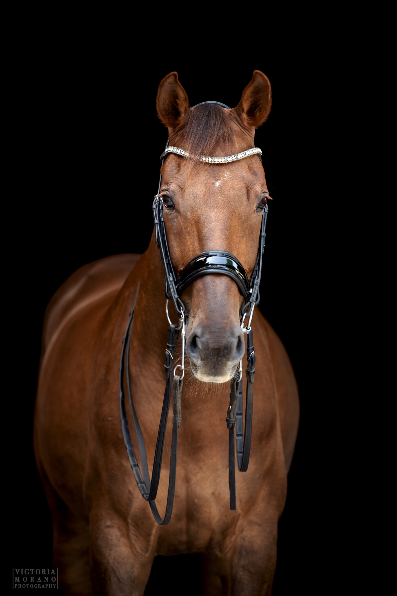 Our Ponies, Oxford, PA | Second Nature Farm